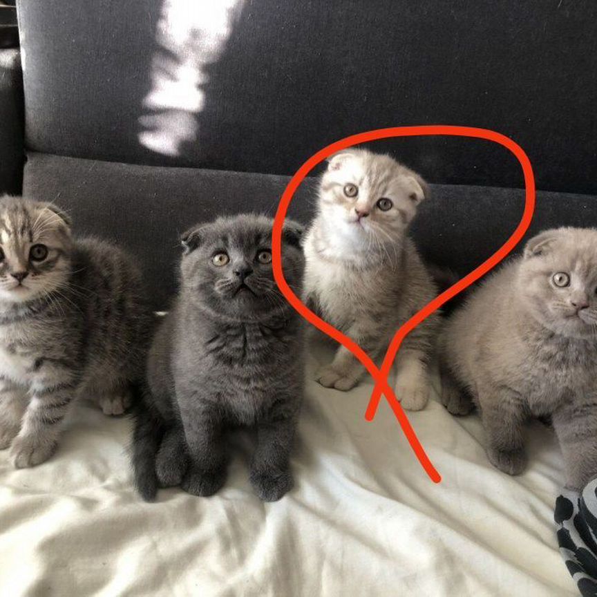 Шотландский кот