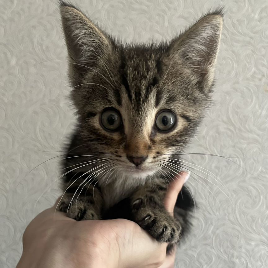 Котёнок