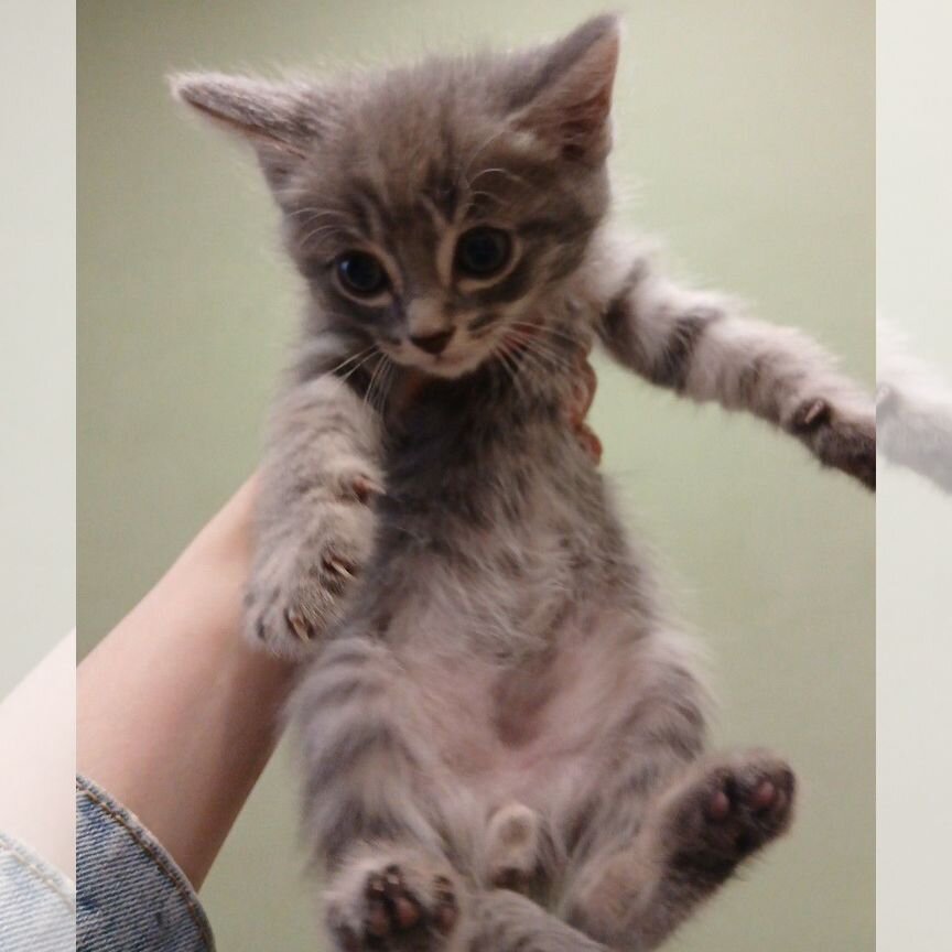 Котёнок в добрые руки