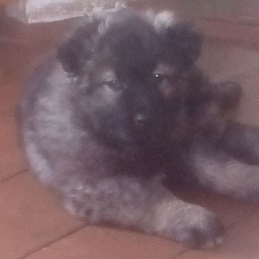 Щенки кавказской овчарки мальчики