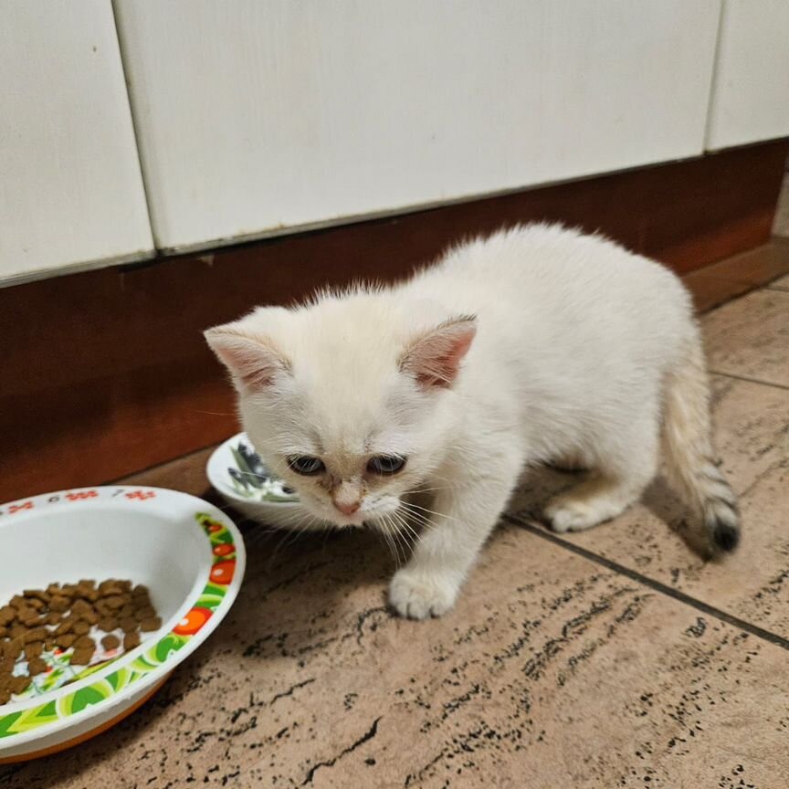 Котенок мальчик британец