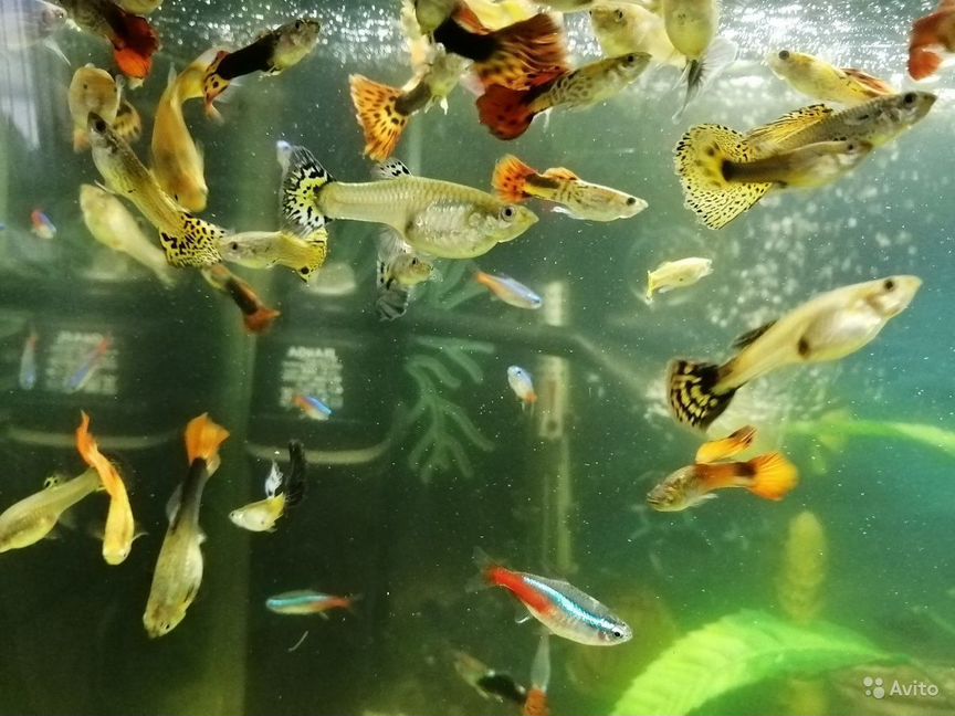 Продаю аквариумных рыбок гуппи