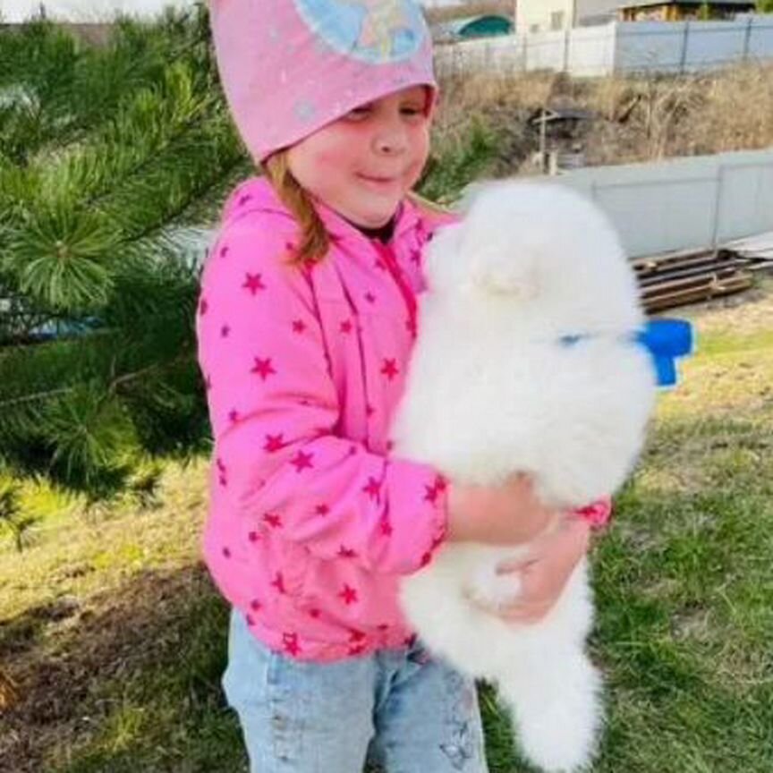 Малыши Самоеда (чистопородные Мишки для Вас)