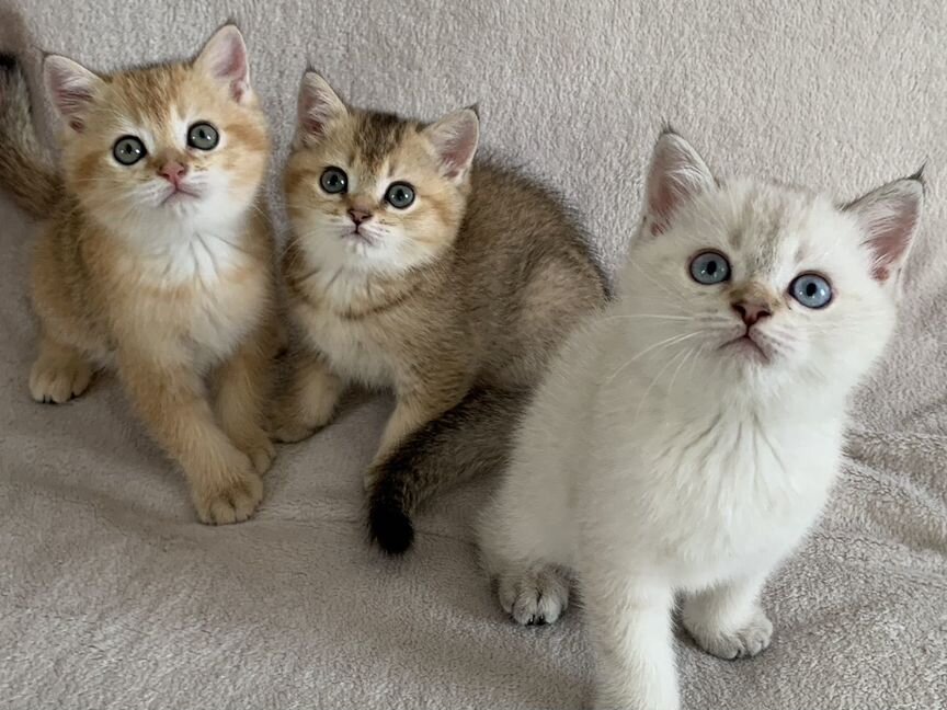 Котята британцы короткошерстные золотые