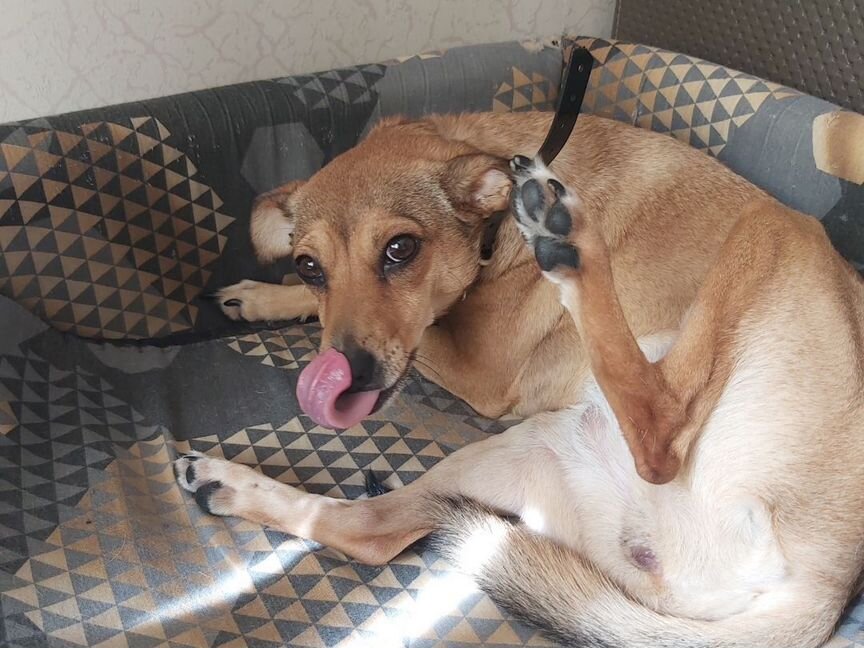 Собачка в добрые руки