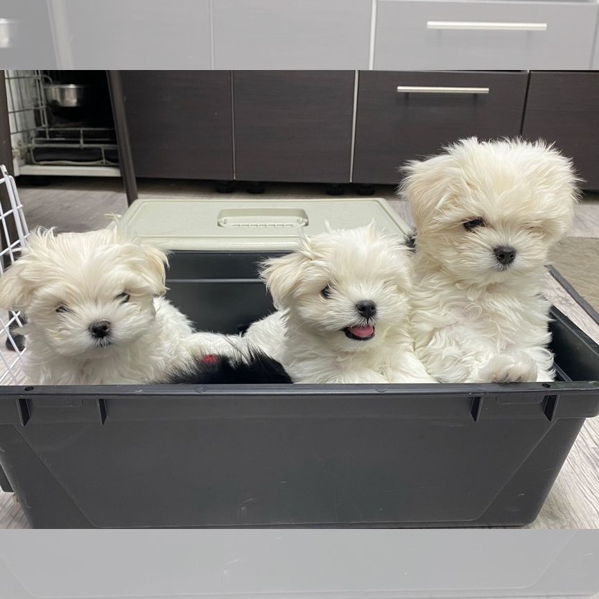 Мальтийская болонка, щенок