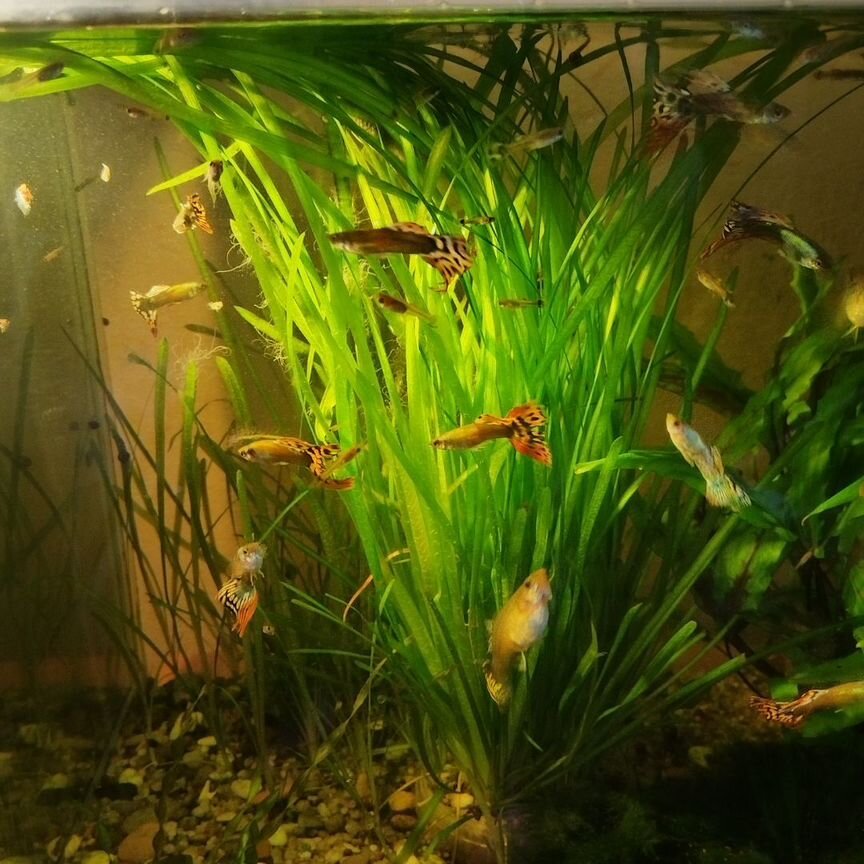 Водоросли валиснерия