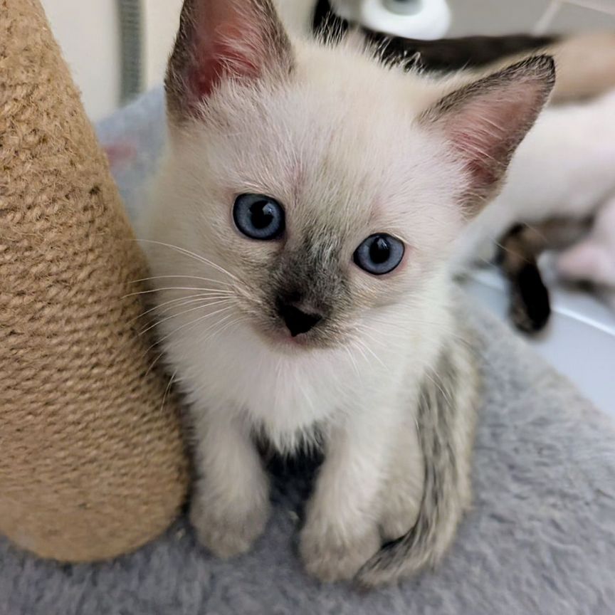Тайские котята