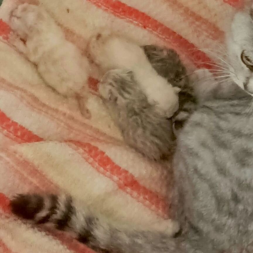 Шотландский вислоухий короткошёрстный котёнок