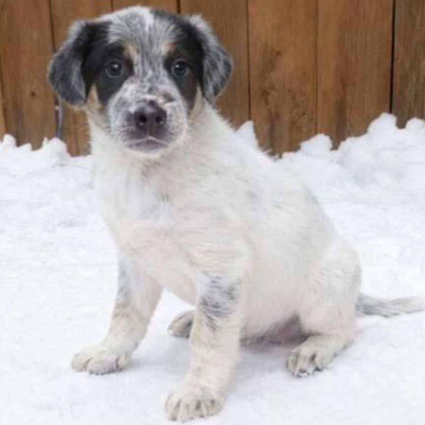 Щенок в добрые руки