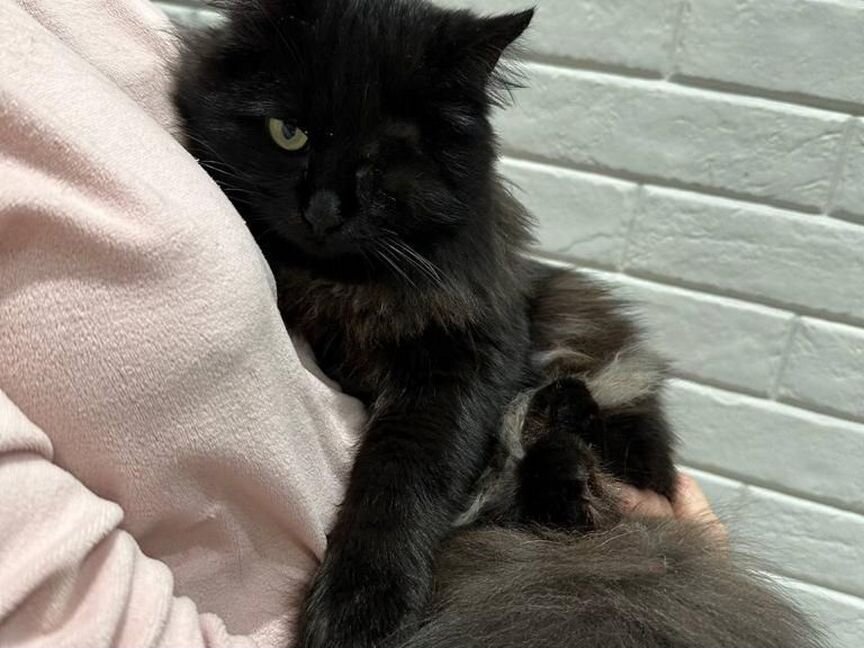 Кот котик пушистик