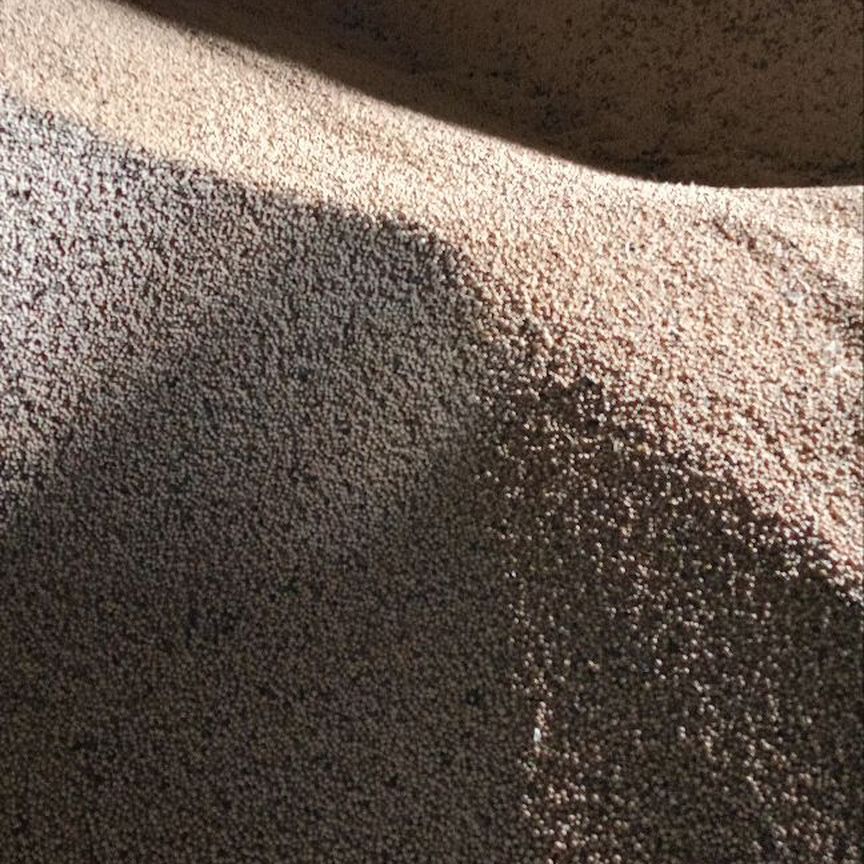 Горох кормовой