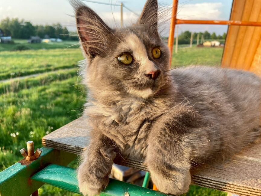 Котята мейн-кун в добрые руки