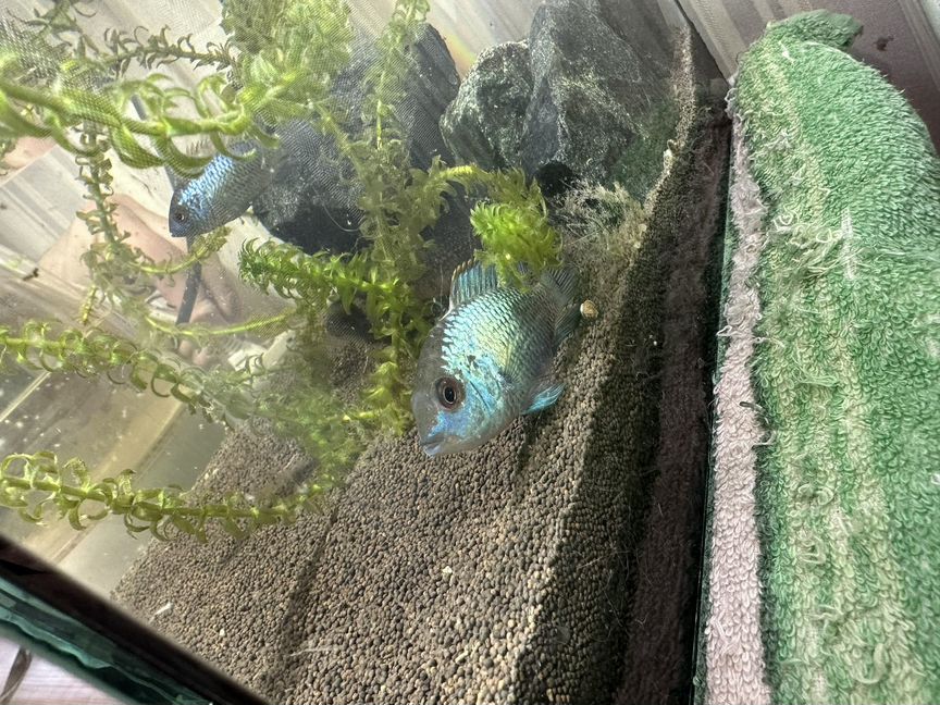 Рыбки гурами, нанокары