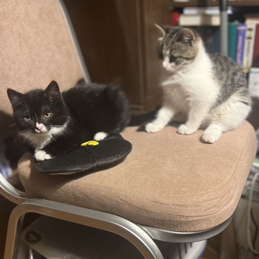 Котёнок в добрые руки