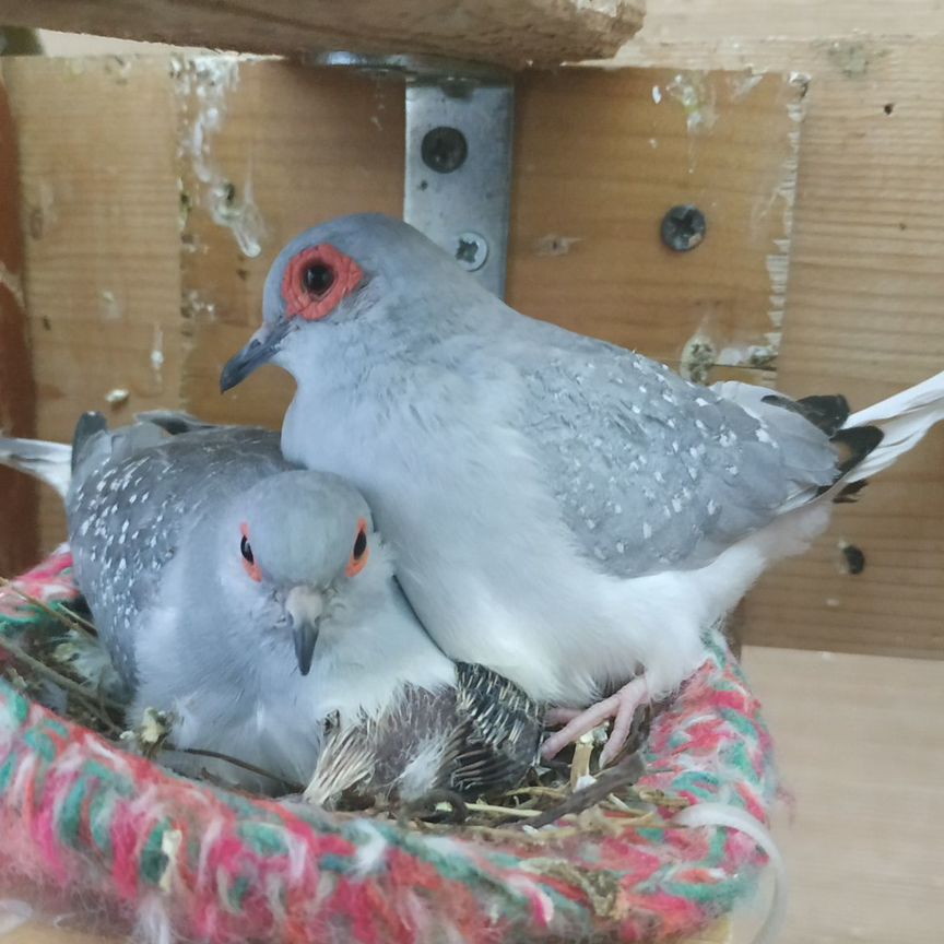 Продаются брильянтовые горлицы