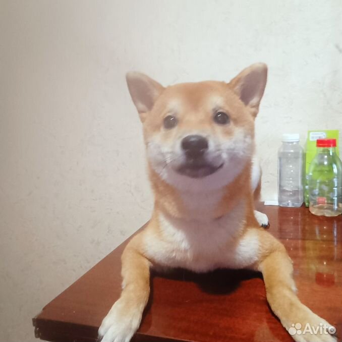 Вязка сиба ину