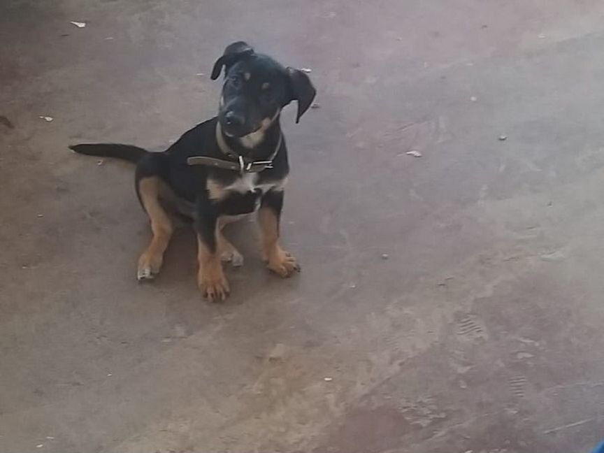 Отдам щенка в добрые руки смесь овчарки и дворняги