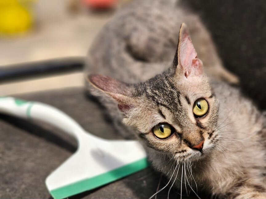 Кошка