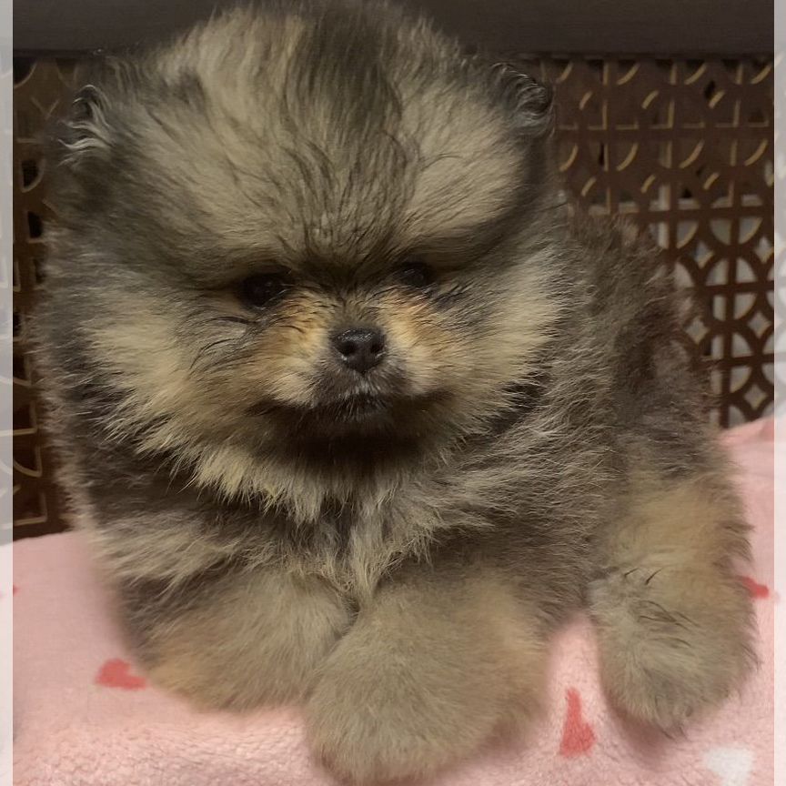 Померанский шпиц, щенок