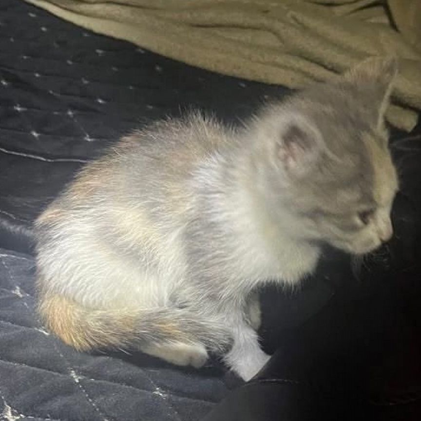 Кошечка малышка ищет дом