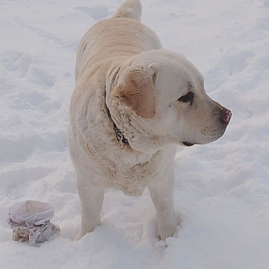 Лабрадор-ретривер, вязка