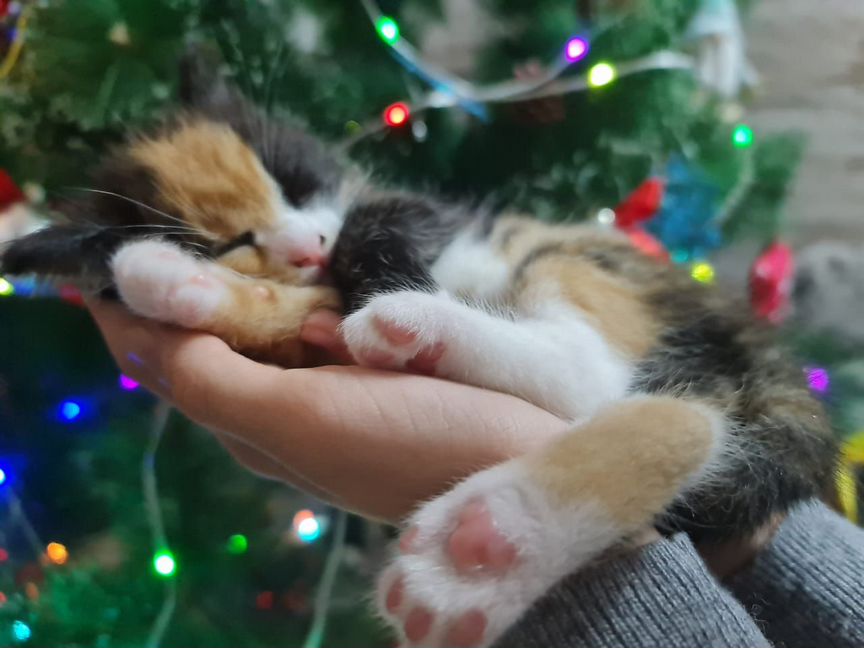 Внебрачные детки кошки мэйн-кун