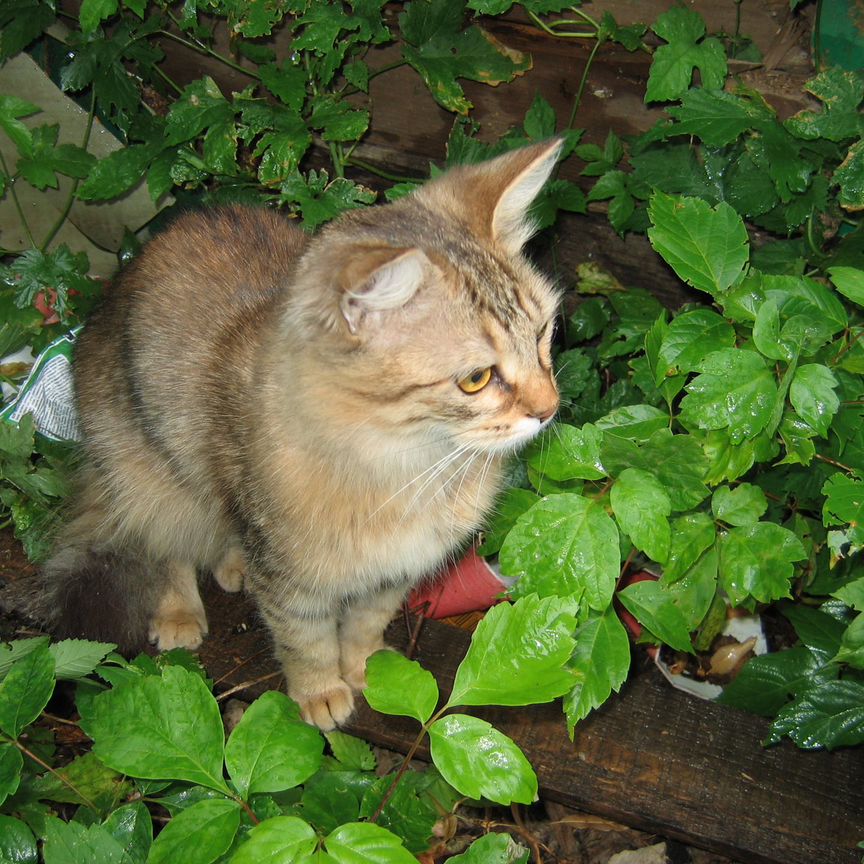 Маленькая кошечка ищет дом