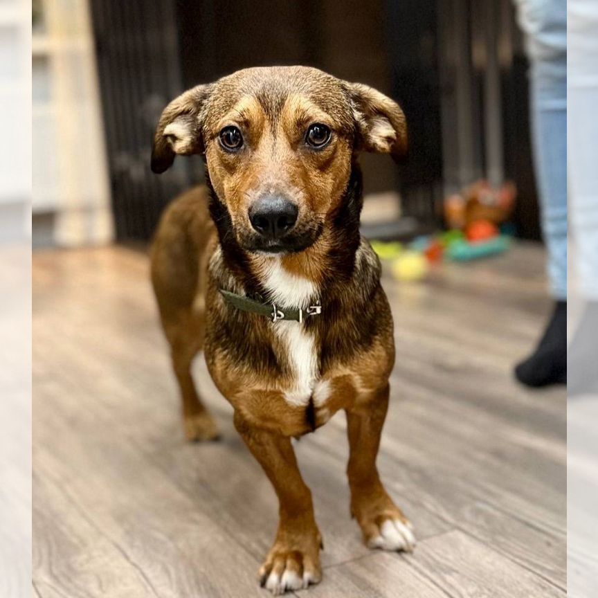 Щенок в добрые руки