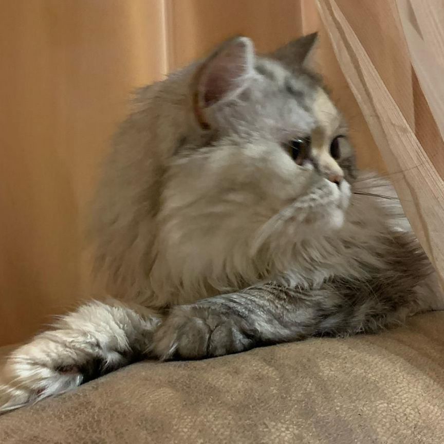 Шотландская прямоухая длинношёрстная, взрослая кошка