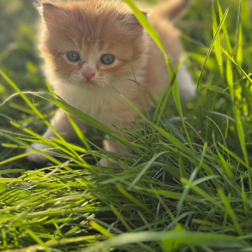 Котята