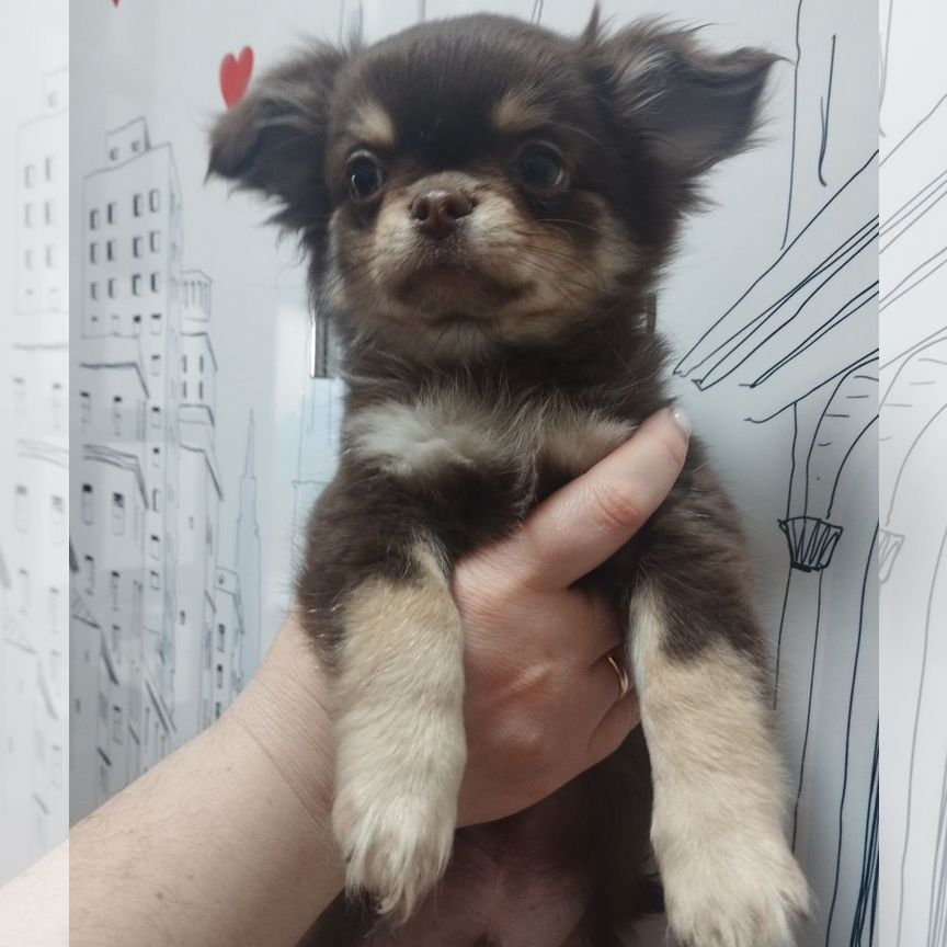 Щенки чихуахуа