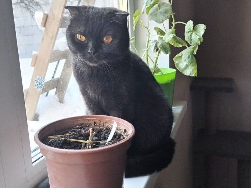 Кошка британка