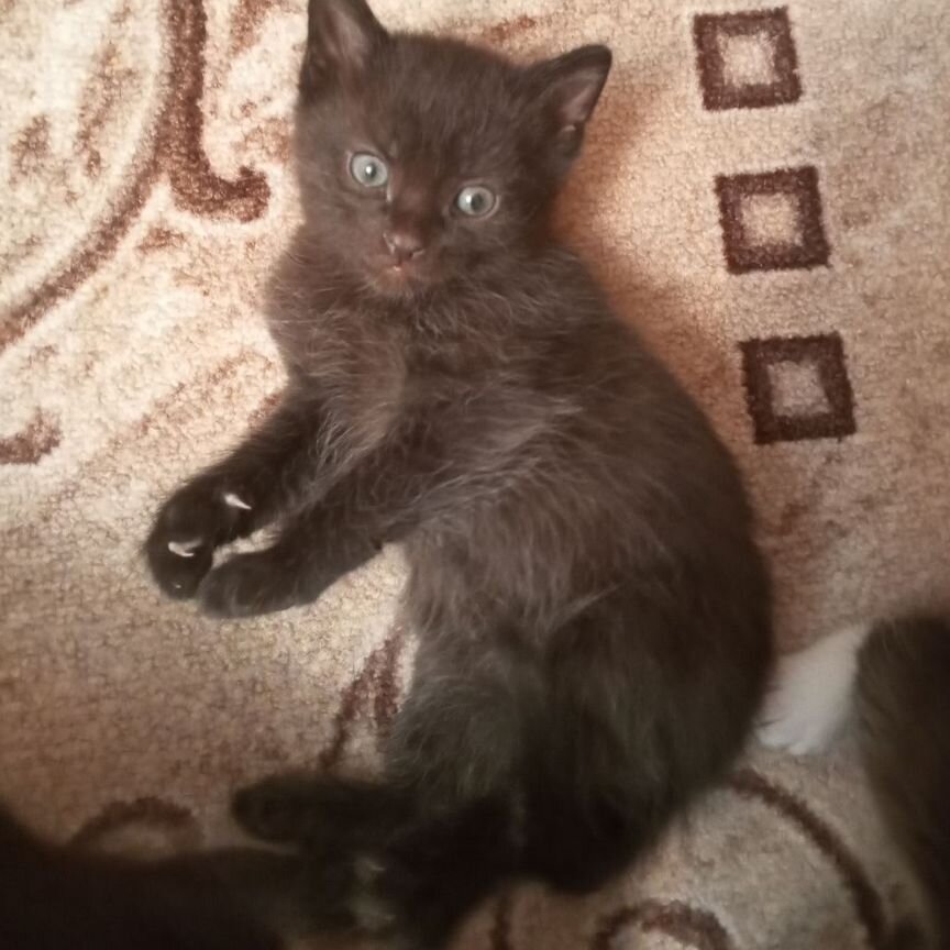 Котёнок от частного владельца