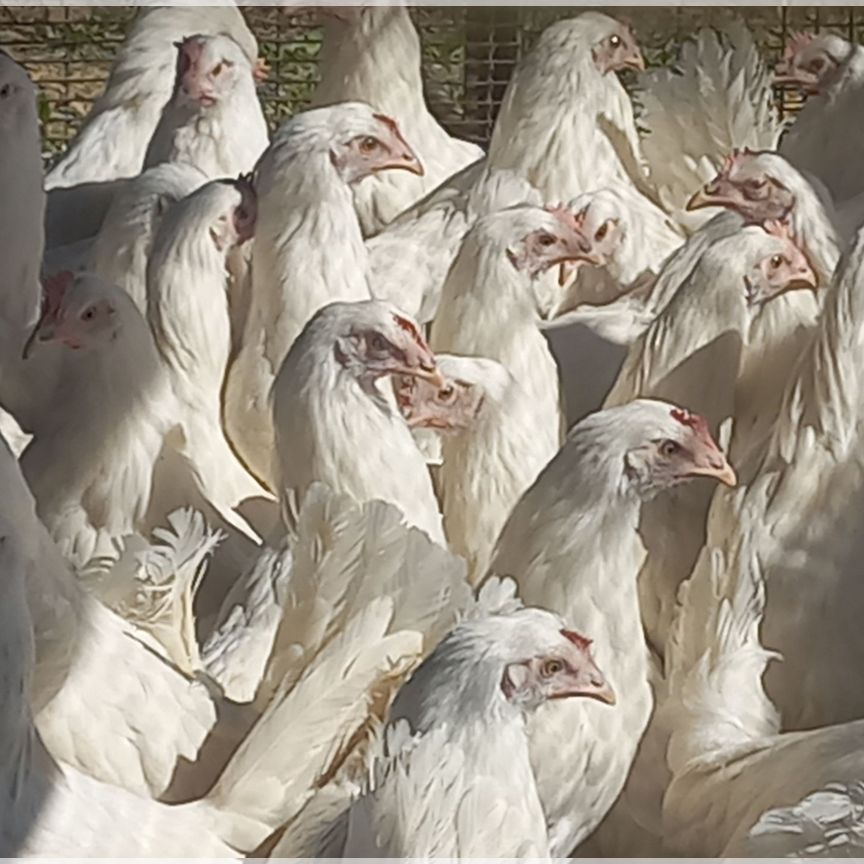 Куры молодки