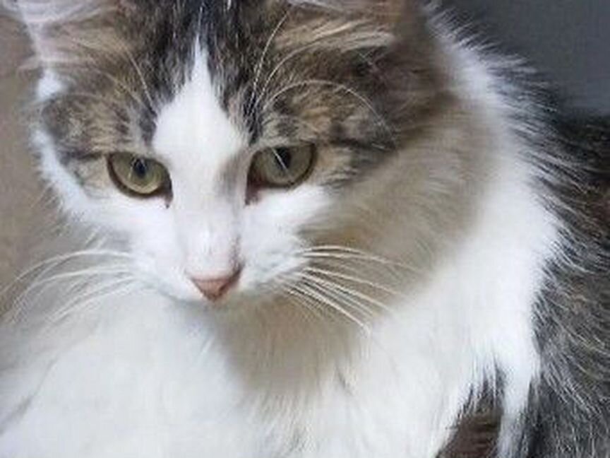 Милый Маркизка