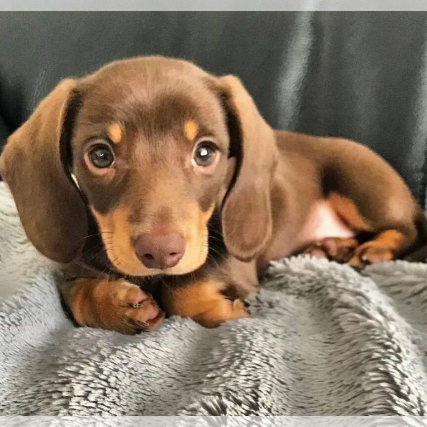 Кроличья такса, щенок