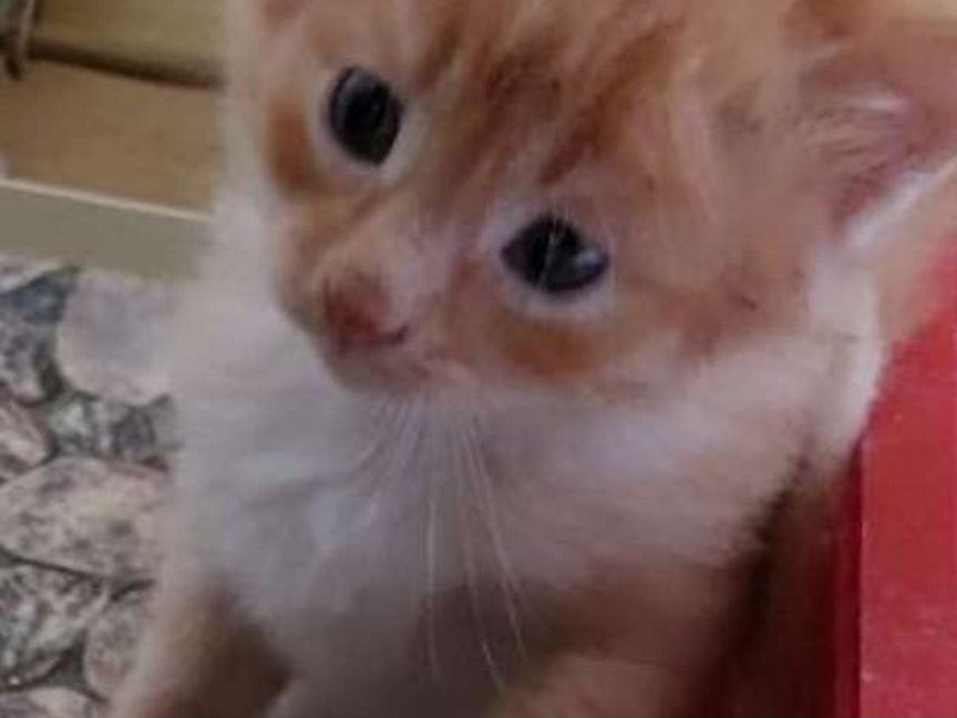 Котята ищут любимых людей