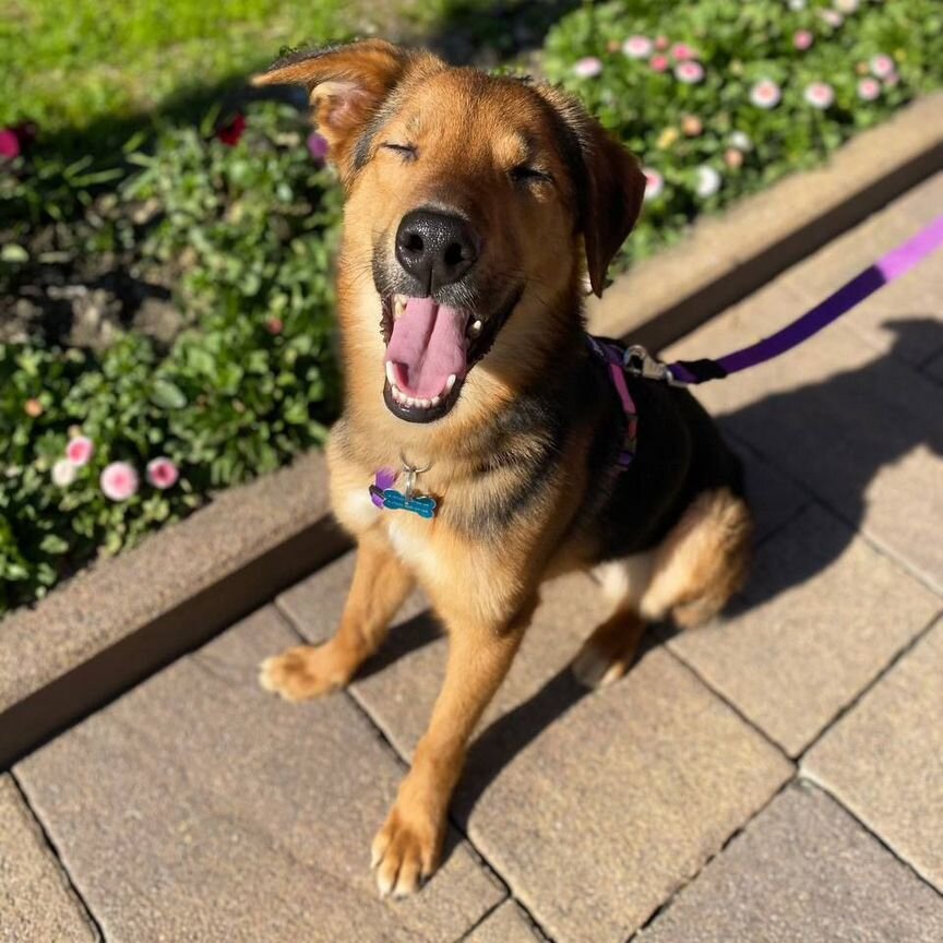 Собака в добрые руки