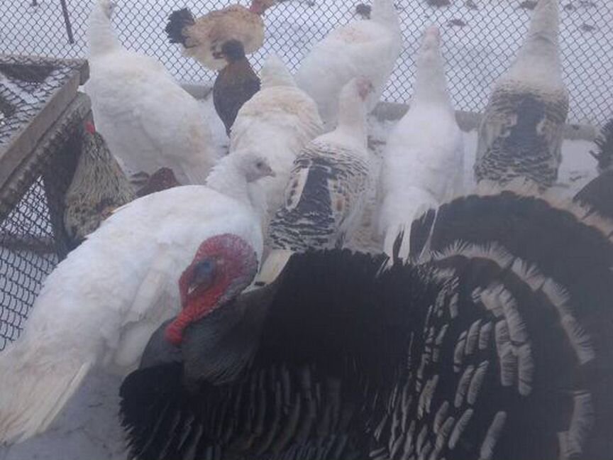 Яйца куриные,гусиные, на инкубацию