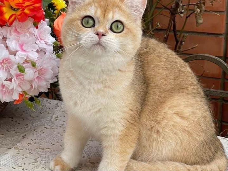 Британская золотая шиншилла