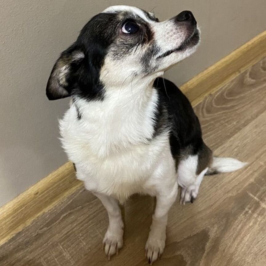 Вязка чихуахуа девочка гладкошерстая