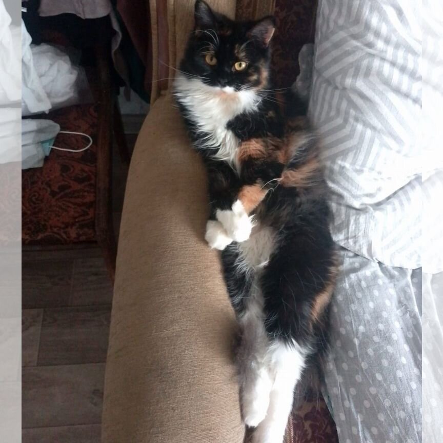 Шотландская прямоухая длинношёрстная, взрослая кошка