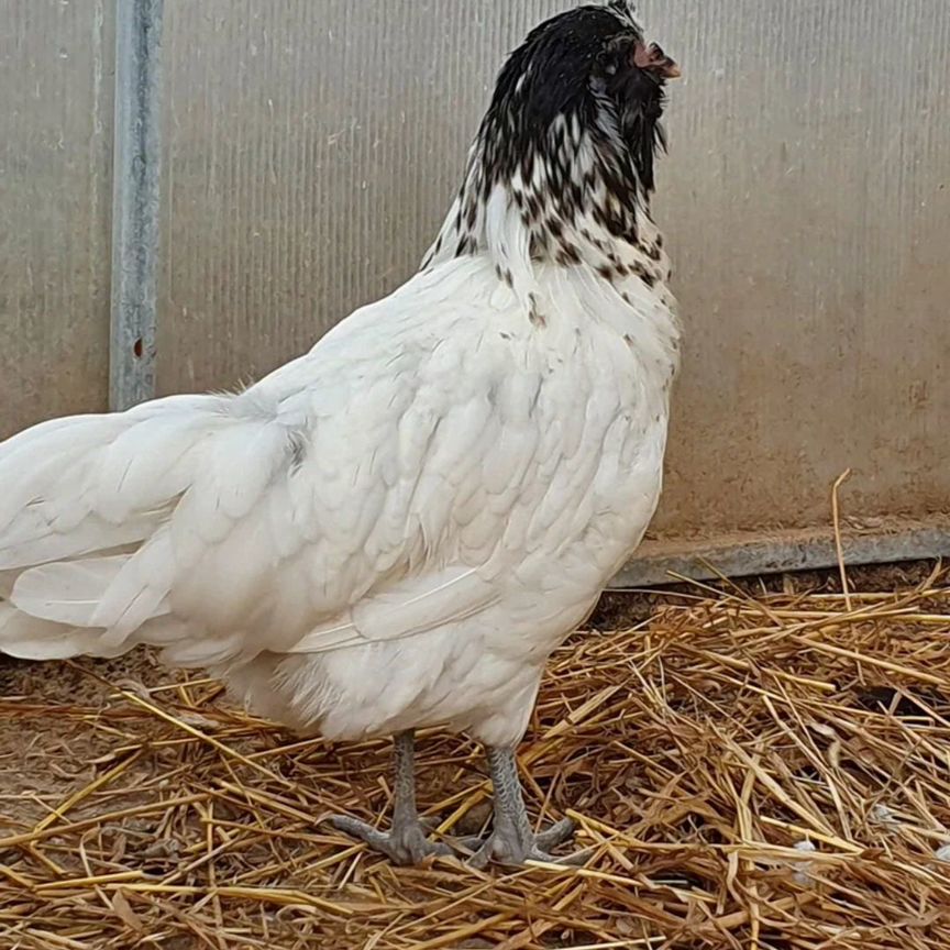 Эйленбард серебро