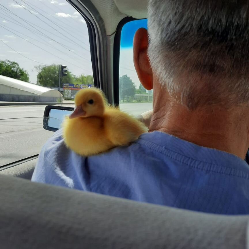 Шипуны утята 3 недели