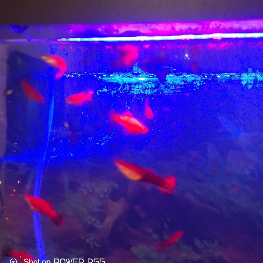 Аквариумные рыбки. Меченосцы- бабочки. 2-3 месяца