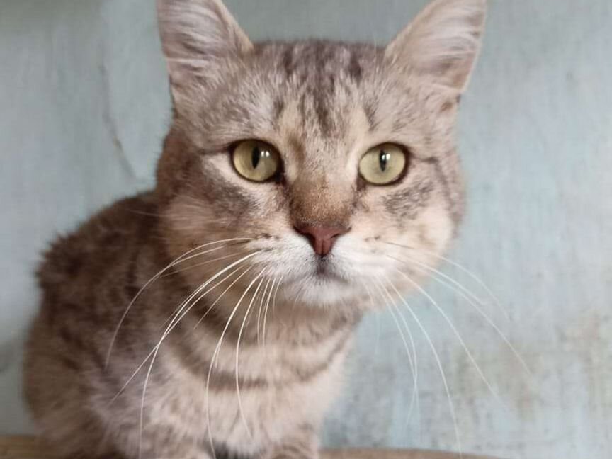 Котик Рич в хорошие руки