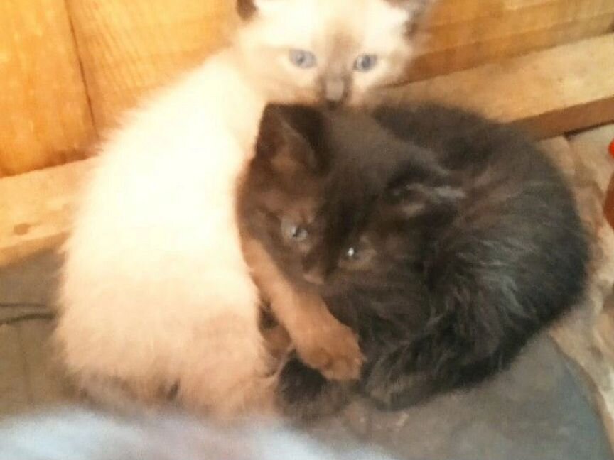 Котята в добрые руки бесплатно девочка