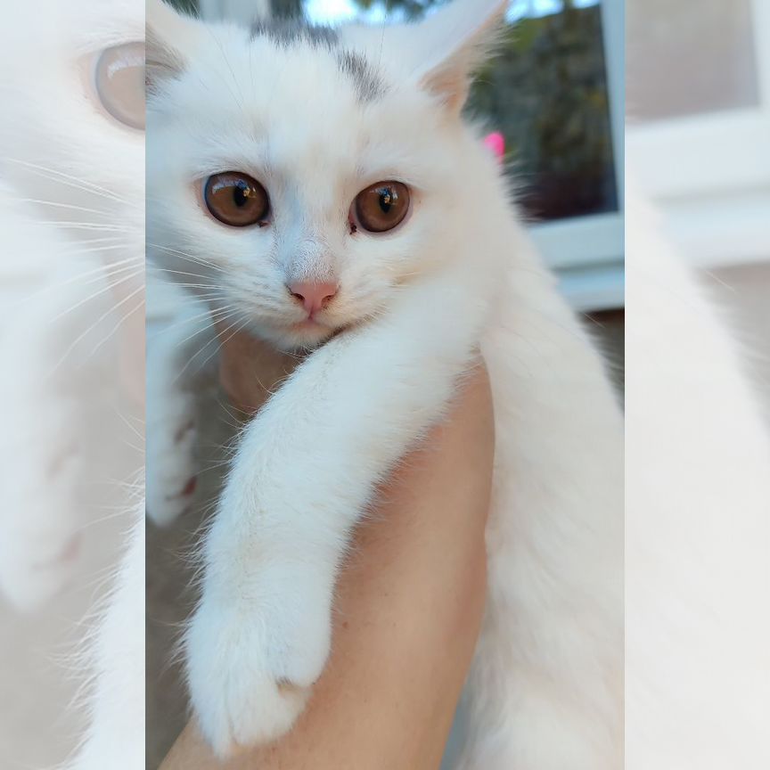 Кошечка в добрые руки