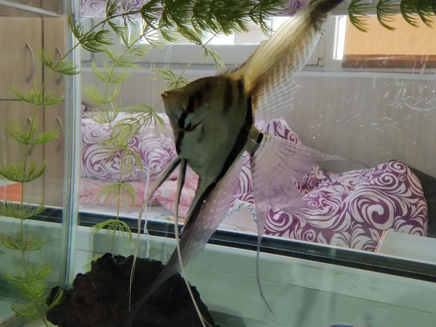 Аквариумные рыбы